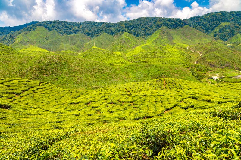 Beautiful Tea plantations stock photo. Image of crop - 261903722