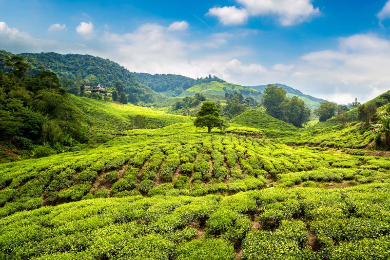 Beautiful Tea plantations stock image. Image of foliage - 261904161