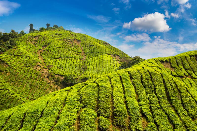 Beautiful Tea plantations stock image. Image of grow - 261904261