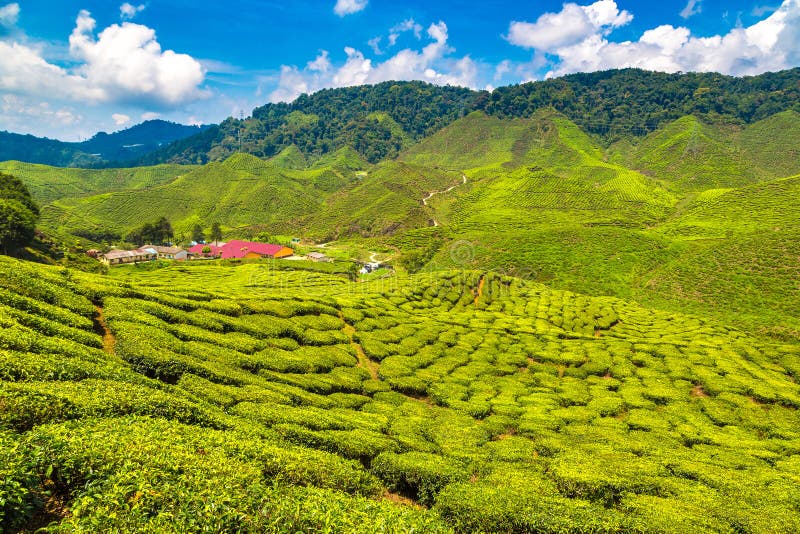 Beautiful Tea plantations stock image. Image of meadow - 268578439
