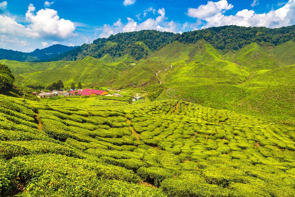 Beautiful Tea plantations stock image. Image of meadow - 268578439