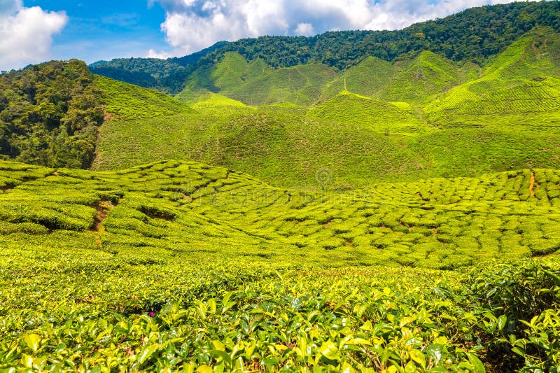 Beautiful Tea plantations stock image. Image of farmland - 268578463