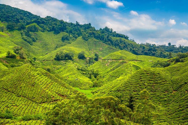 Beautiful Tea plantations stock photo. Image of field - 268578508