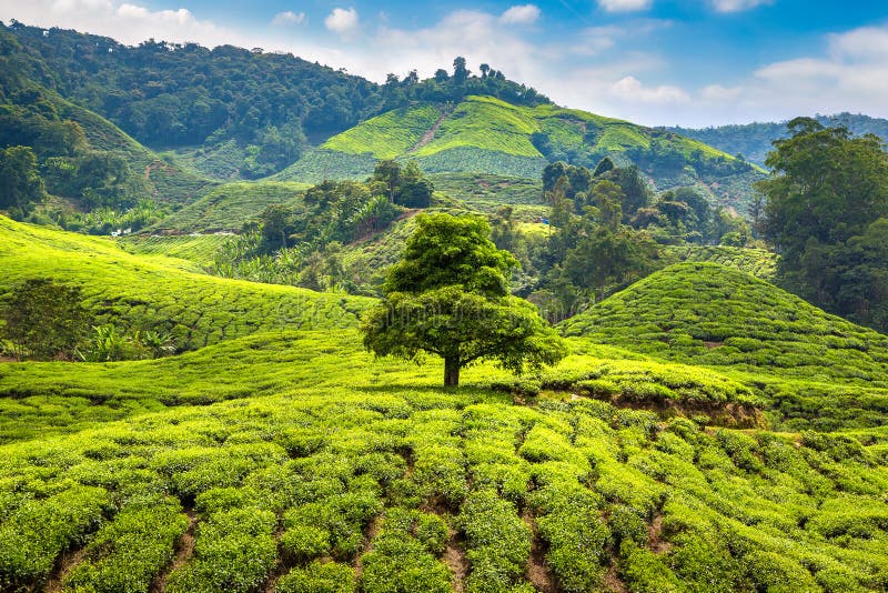 Beautiful Tea plantations stock image. Image of agriculture - 268578541