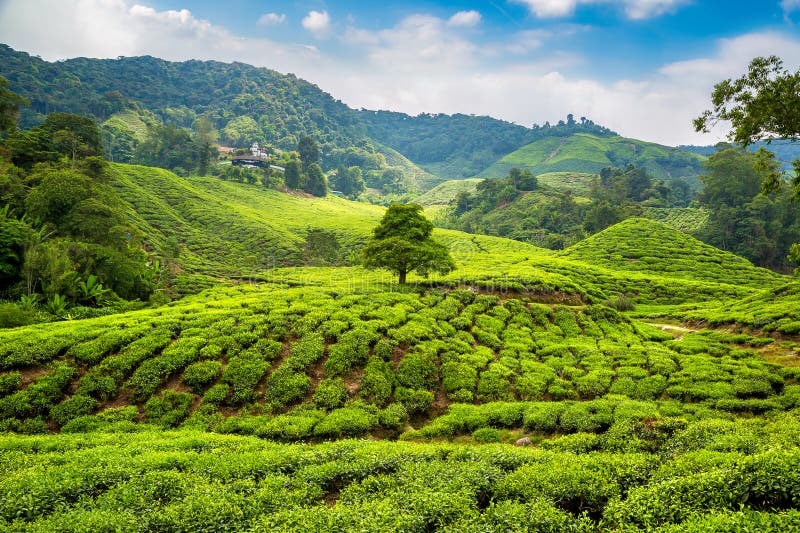 Beautiful Tea plantations stock photo. Image of cameron - 279521404