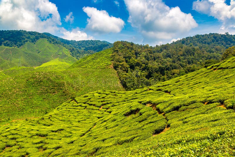 Beautiful Tea plantations stock image. Image of highland - 292811141