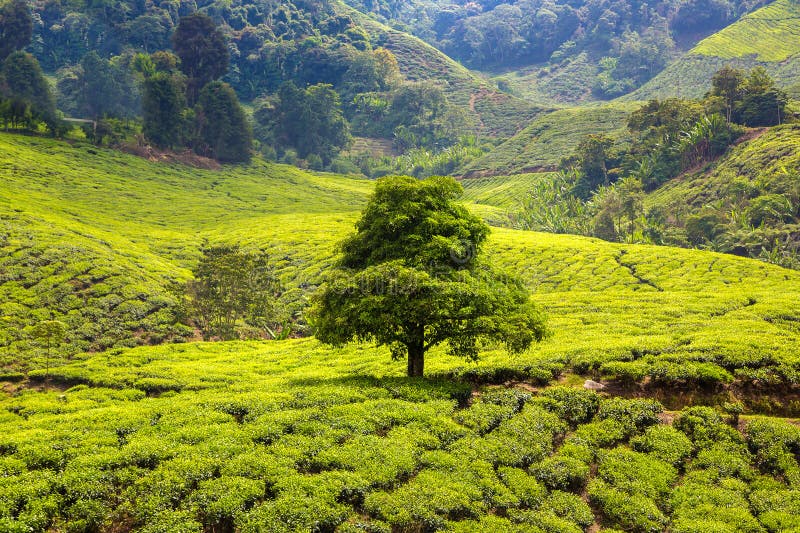 Beautiful Tea plantations stock photo. Image of japan - 292811410