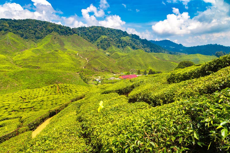 Beautiful Tea plantations stock photo. Image of slope - 309563200