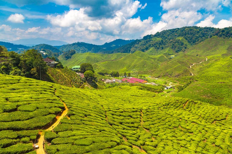 Beautiful Tea plantations stock image. Image of harvest - 309563207