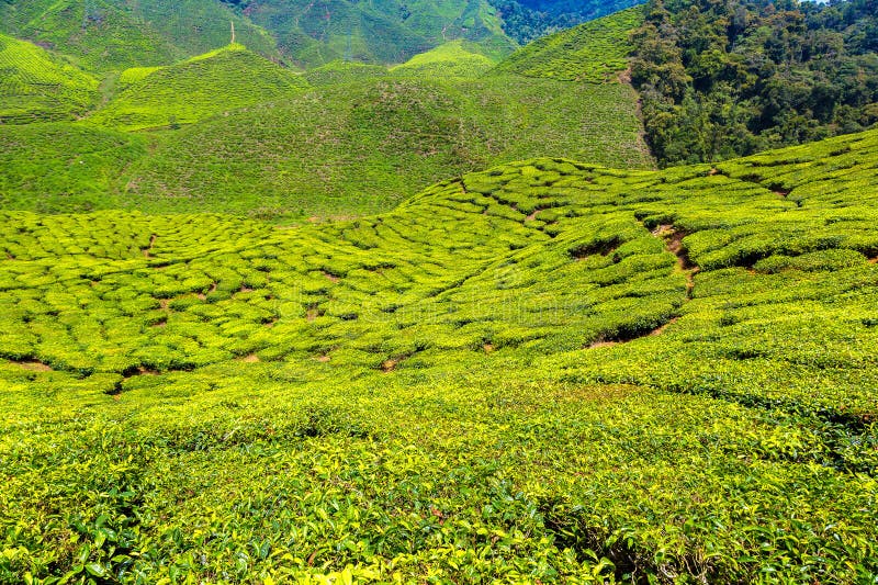 Beautiful Tea plantations stock photo. Image of plantation - 309563212