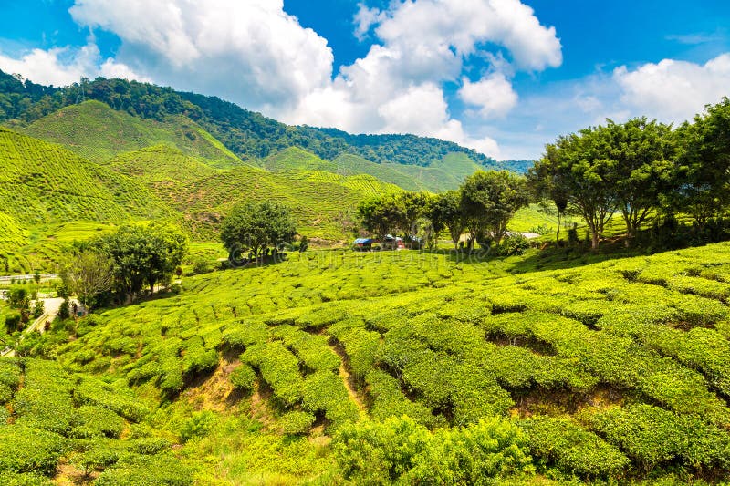 Beautiful Tea plantations stock image. Image of travel - 309563227