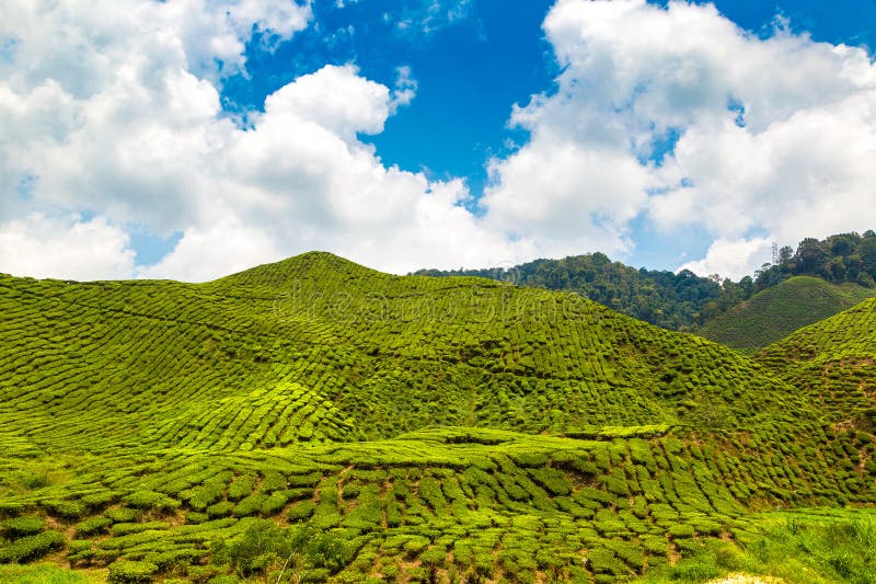 Beautiful Tea plantations stock image. Image of farming - 309563233