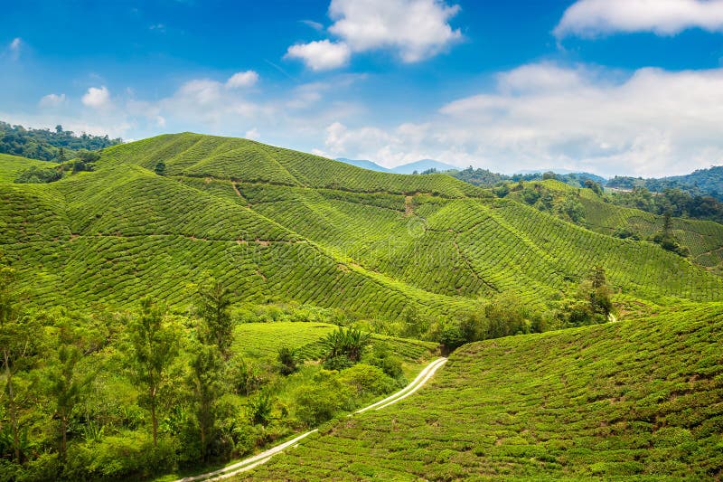 Beautiful Tea plantations stock image. Image of herb - 309563235