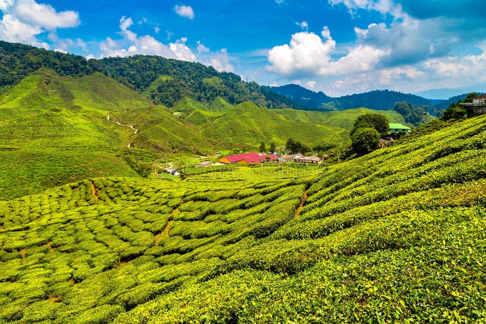 Beautiful Tea plantations stock image. Image of travel - 357010965