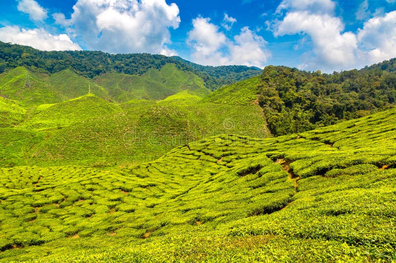 Beautiful Tea plantations stock image. Image of plantation - 357010973