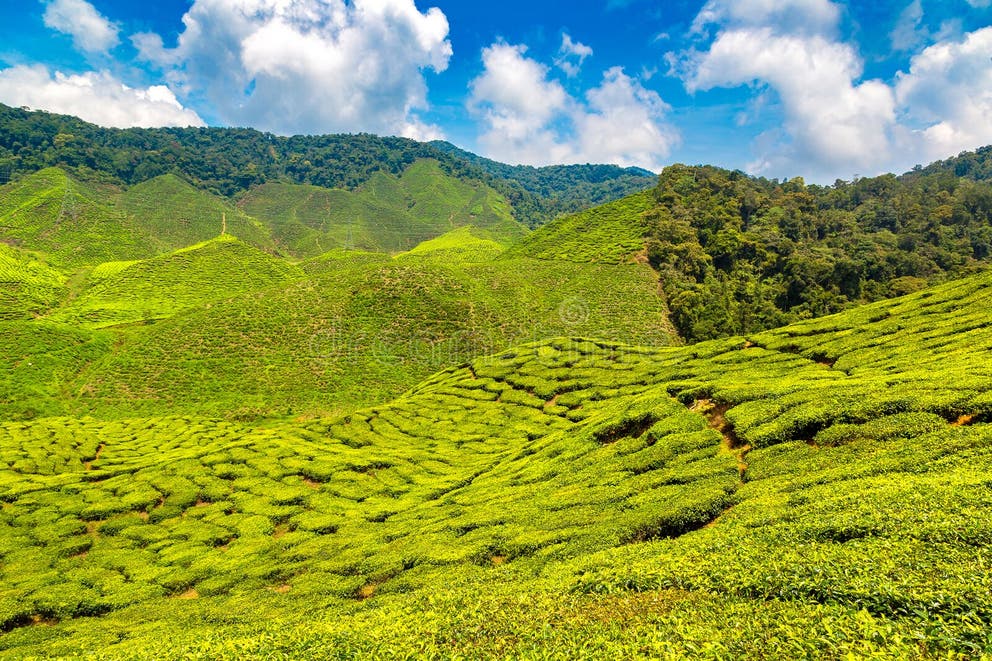 Beautiful Tea plantations stock image. Image of plantation - 357010973