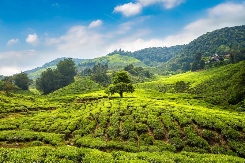 Beautiful Tea plantations stock image. Image of crop - 357011065