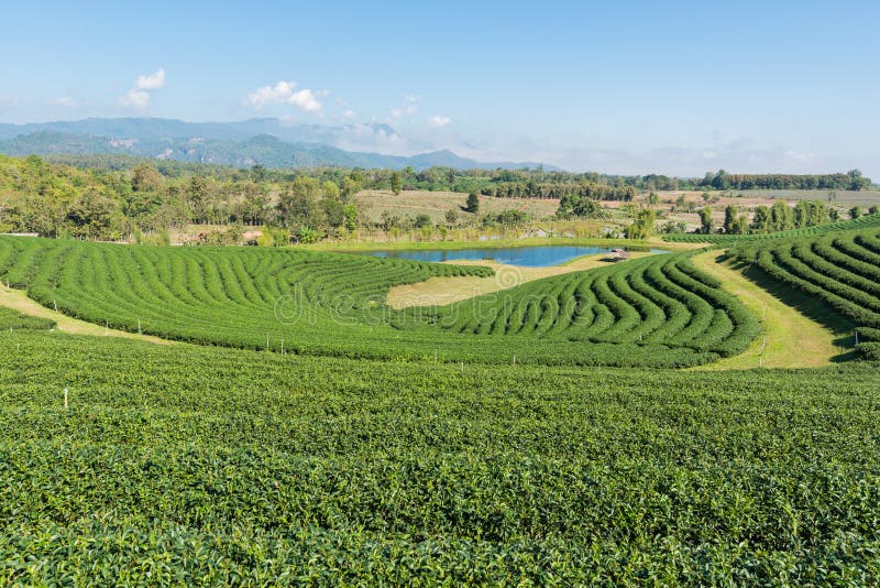 Beautiful Tea Plantations in Thailand. Stock Image - Image of ...