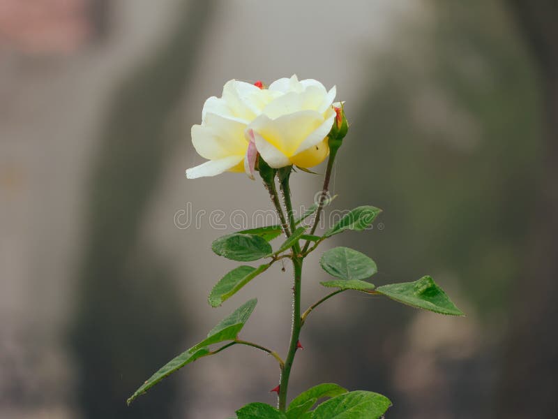 Beautiful Tea Rose with Dew in Autumn Stock Image - Image of decorative ...