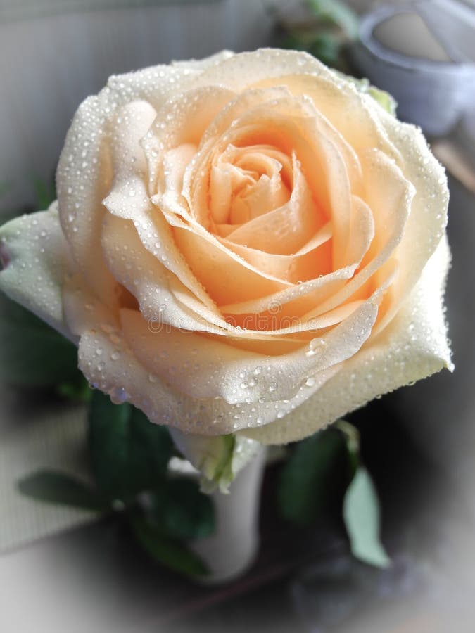 Beautiful Tea Rose on Ligth Background with Leaves Stock Photo - Image ...