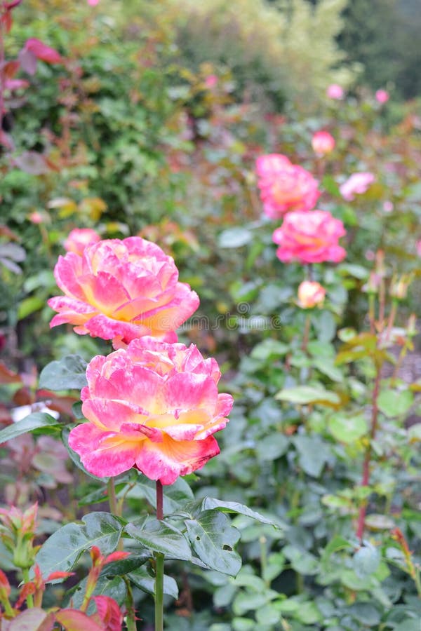 Beautiful Tea Rose in pink stock image. Image of plant - 183003489