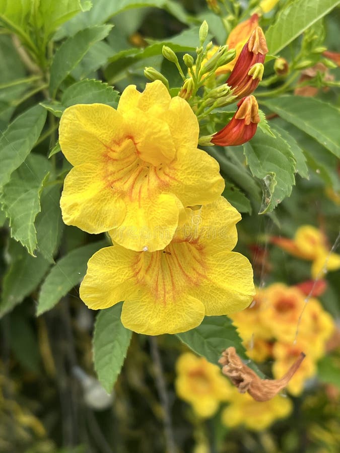 Beautiful Tecoma Stans Flowers in the Garden Stock Image - Image of ...