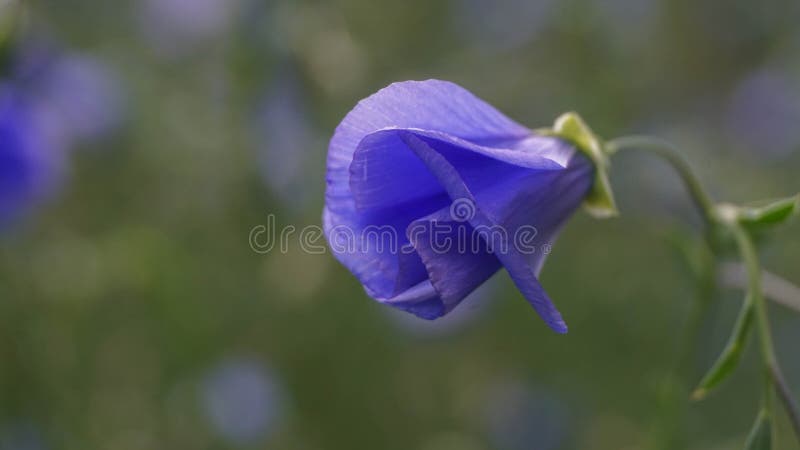 Beautiful Tender Blue Flower Bud, Summer Day Stock Image - Image of ...
