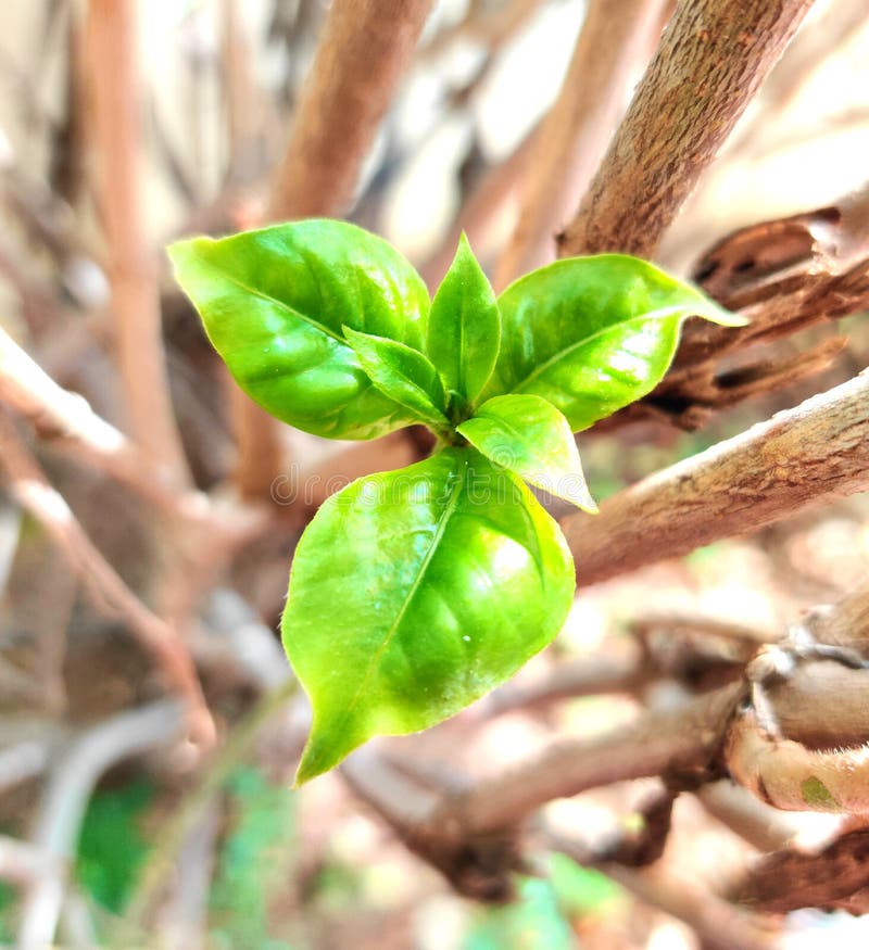 A Beautiful Tender Leaves among the Branches Stock Image - Image of ...