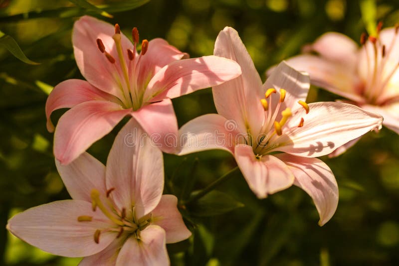 Beautiful Tender Light-pink Lilies in the Garden Stock Photo - Image of ...
