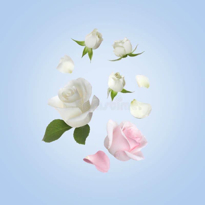 Beautiful Tender Roses Flying on Light Blue Background Stock Photo ...
