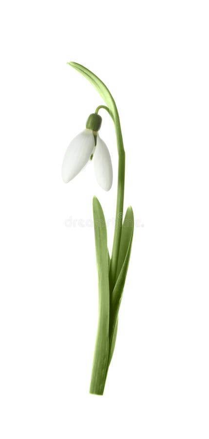 Beautiful Tender Snowdrop Flower Isolated on White. Symbol of First ...