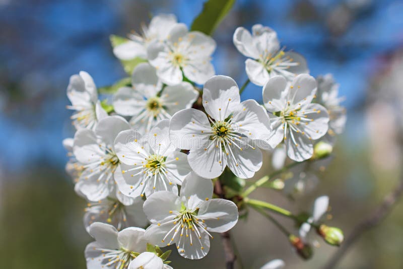 The Beautiful Tender Sprig of Cherry Tree Flowers Stock Image - Image ...