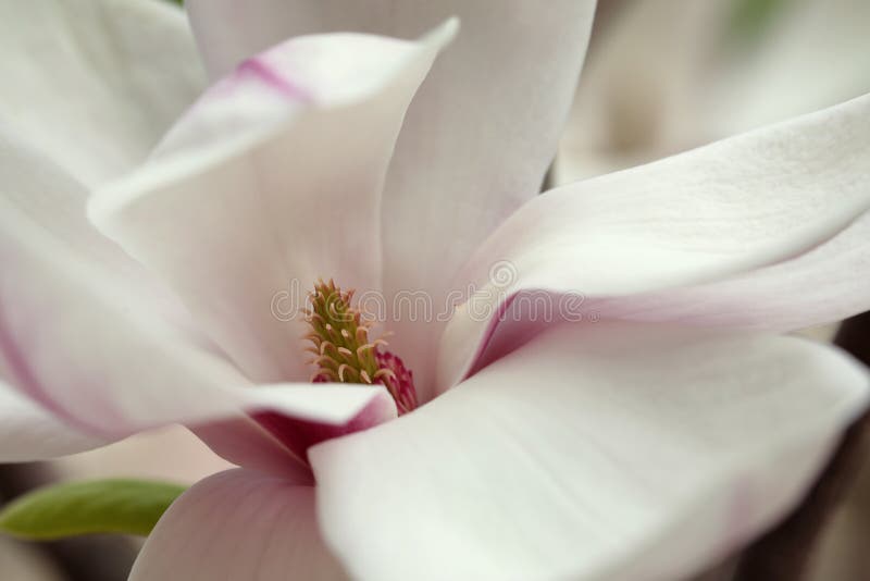 Beautiful Tender White Magnolia Flower, Closeup View Stock Photo ...