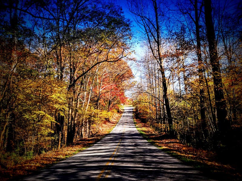 Fall Walk stock photo. Image of trees, fall, growth, trails - 3668242