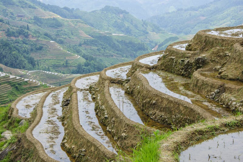 The Beautiful Terrace Fields Scenery in Spring Stock Image - Image of ...