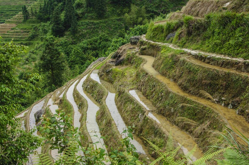 The Beautiful Terrace Fields Scenery in Spring Stock Image - Image of ...