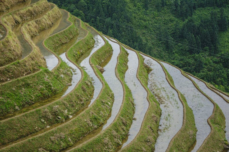 The Beautiful Terrace Fields Scenery in Spring Stock Image - Image of ...