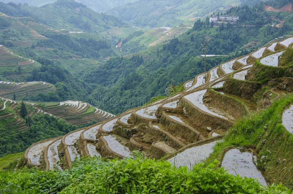 The Beautiful Terrace Fields Scenery in Spring Stock Image - Image of ...