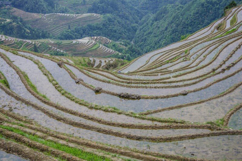 The Beautiful Terrace Fields Scenery in Spring Stock Photo - Image of ...