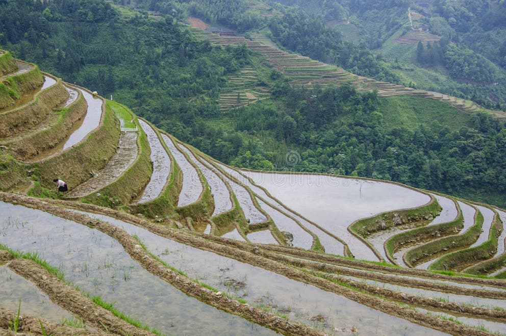 The Beautiful Terrace Fields Scenery in Spring Stock Photo - Image of ...