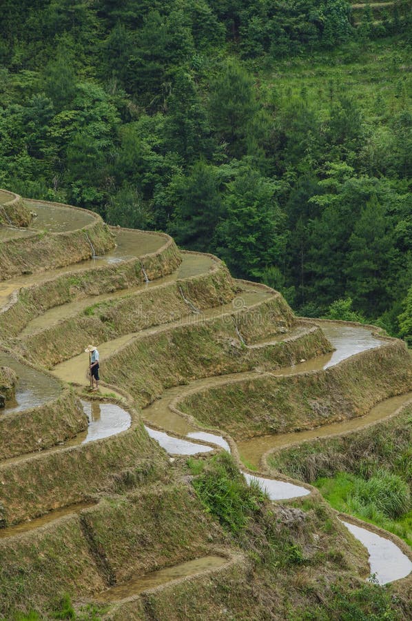 The Beautiful Terrace Fields Scenery in Spring Stock Image - Image of ...