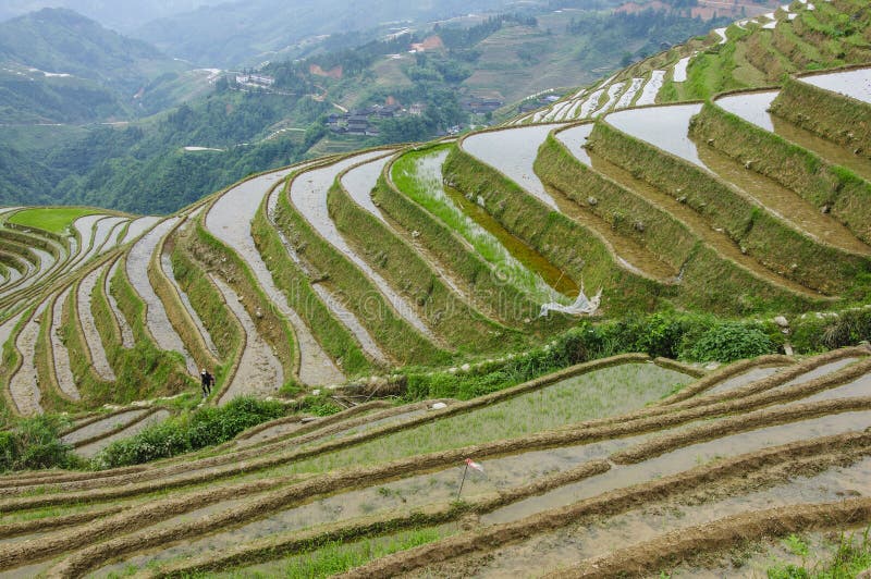 The Beautiful Terrace Fields Scenery in Spring Stock Image - Image of ...