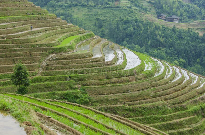 The Beautiful Terrace Fields Scenery in Spring Stock Photo - Image of ...