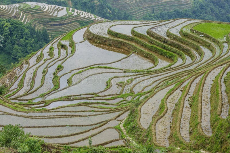 The Beautiful Terrace Fields Scenery in Spring Stock Photo - Image of ...