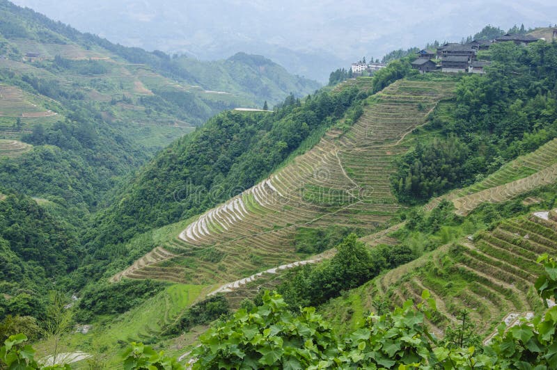 The Beautiful Terrace Fields Scenery in Spring Stock Photo - Image of ...