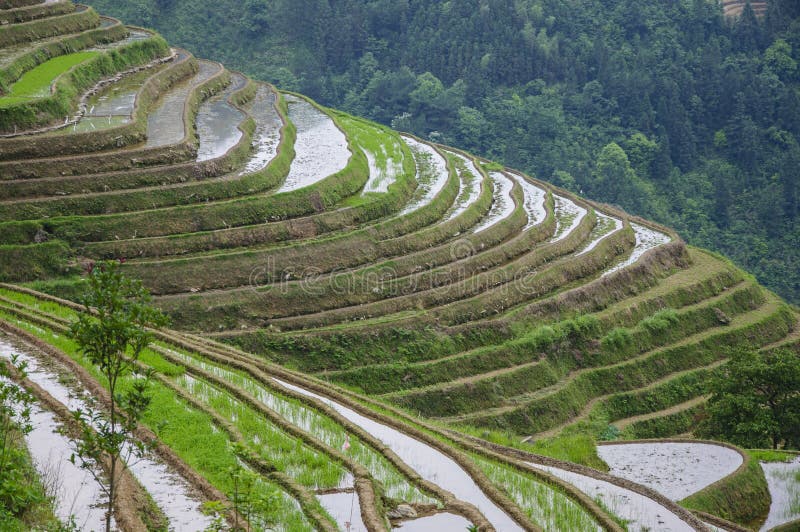 The Beautiful Terrace Fields Scenery in Spring Stock Photo - Image of ...