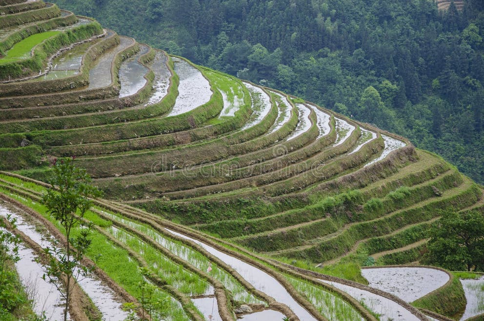The Beautiful Terrace Fields Scenery in Spring Stock Photo - Image of ...