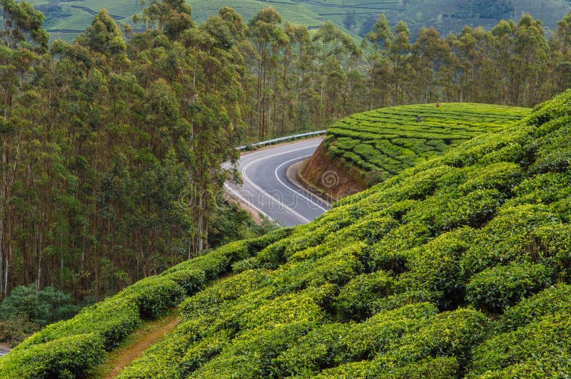 Beautiful Terraced Tea Garden on the Periphery of a Dense Forest Stock ...