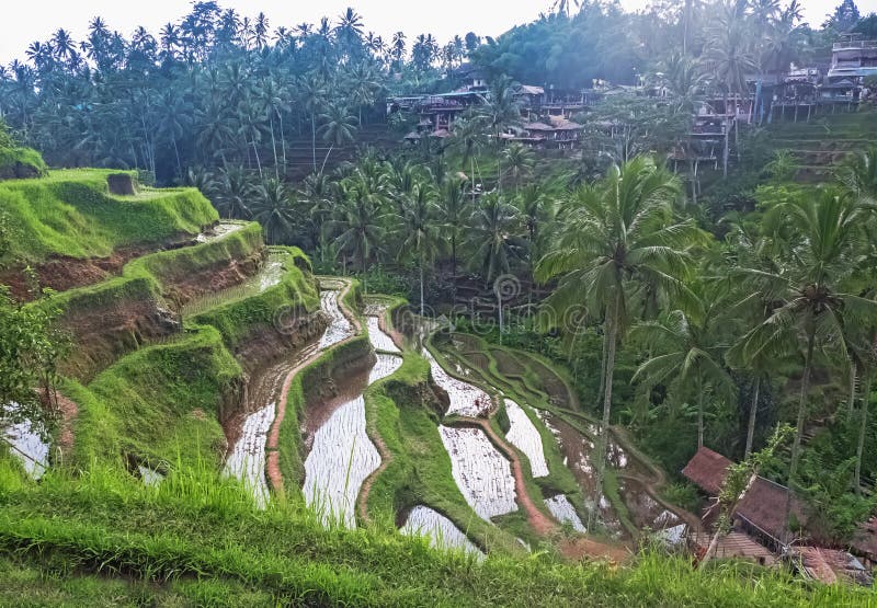 Beautiful Terraces with Growing Rice Stock Image - Image of landscape ...