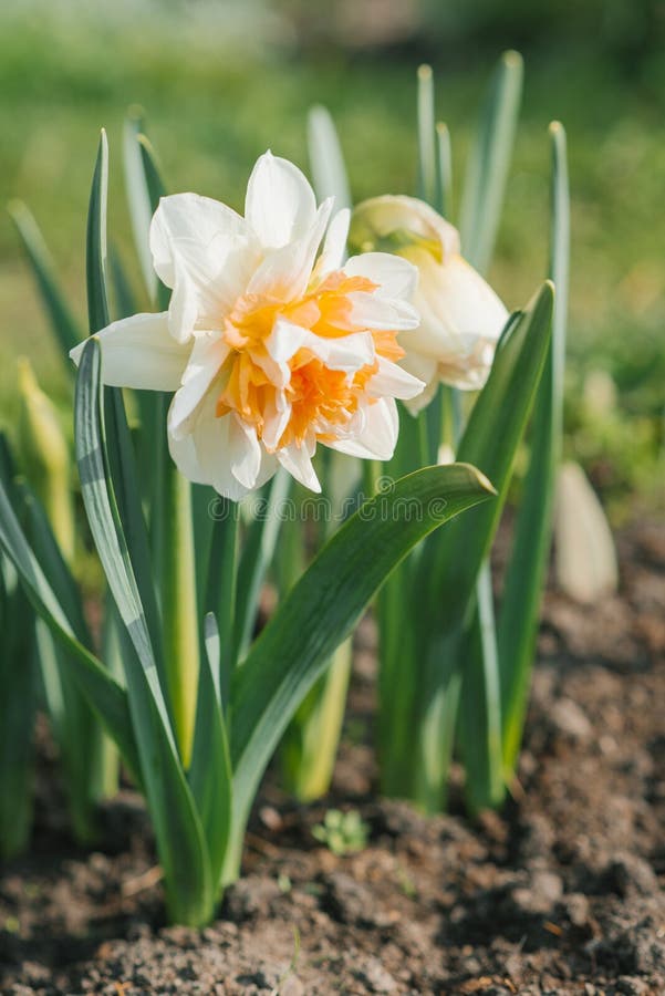 Daffodil Manly Stock Photos - Free & Royalty-Free Stock Photos from ...